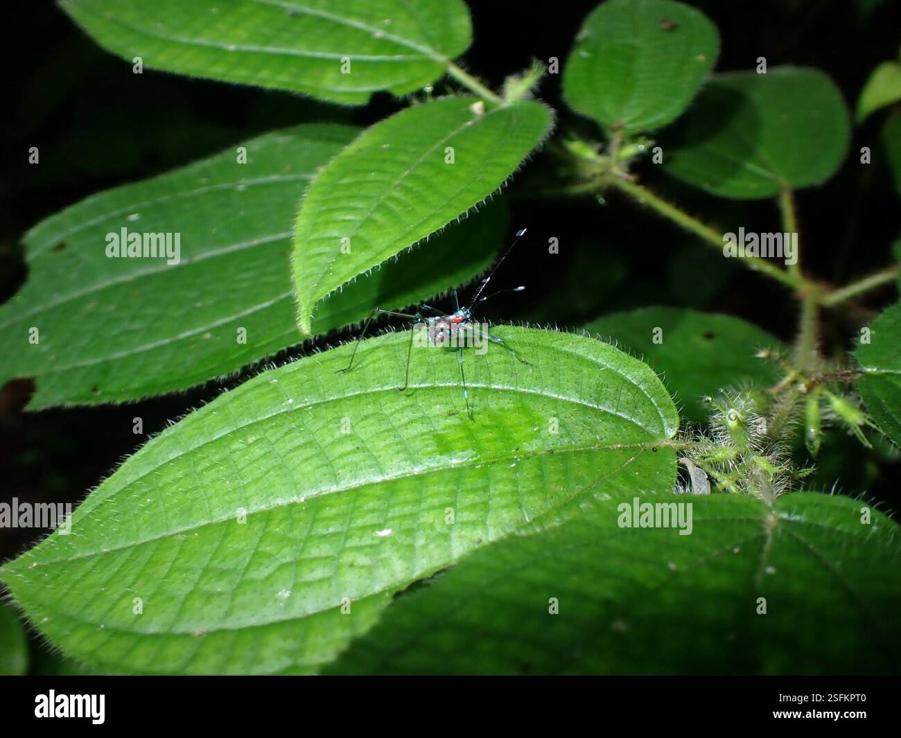 (Scambophyllum), Insecta, Lahad Datu, Sabah, Malaysia Stock Photo - Alamy