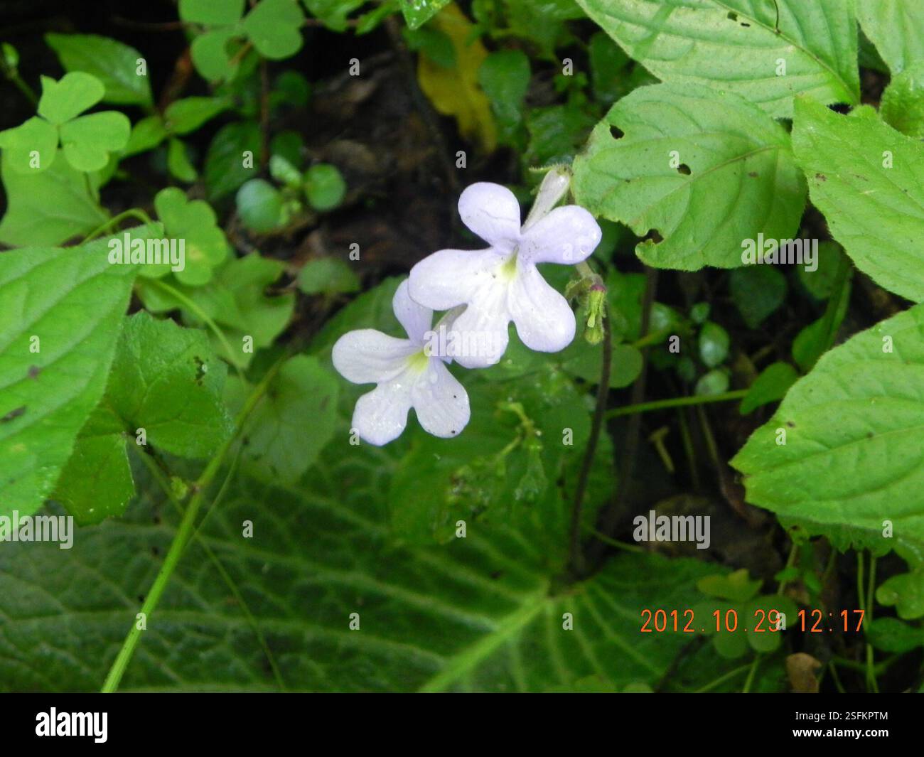 (Streptocarpus polyanthus), Plantae, uMgungundlovu District ...