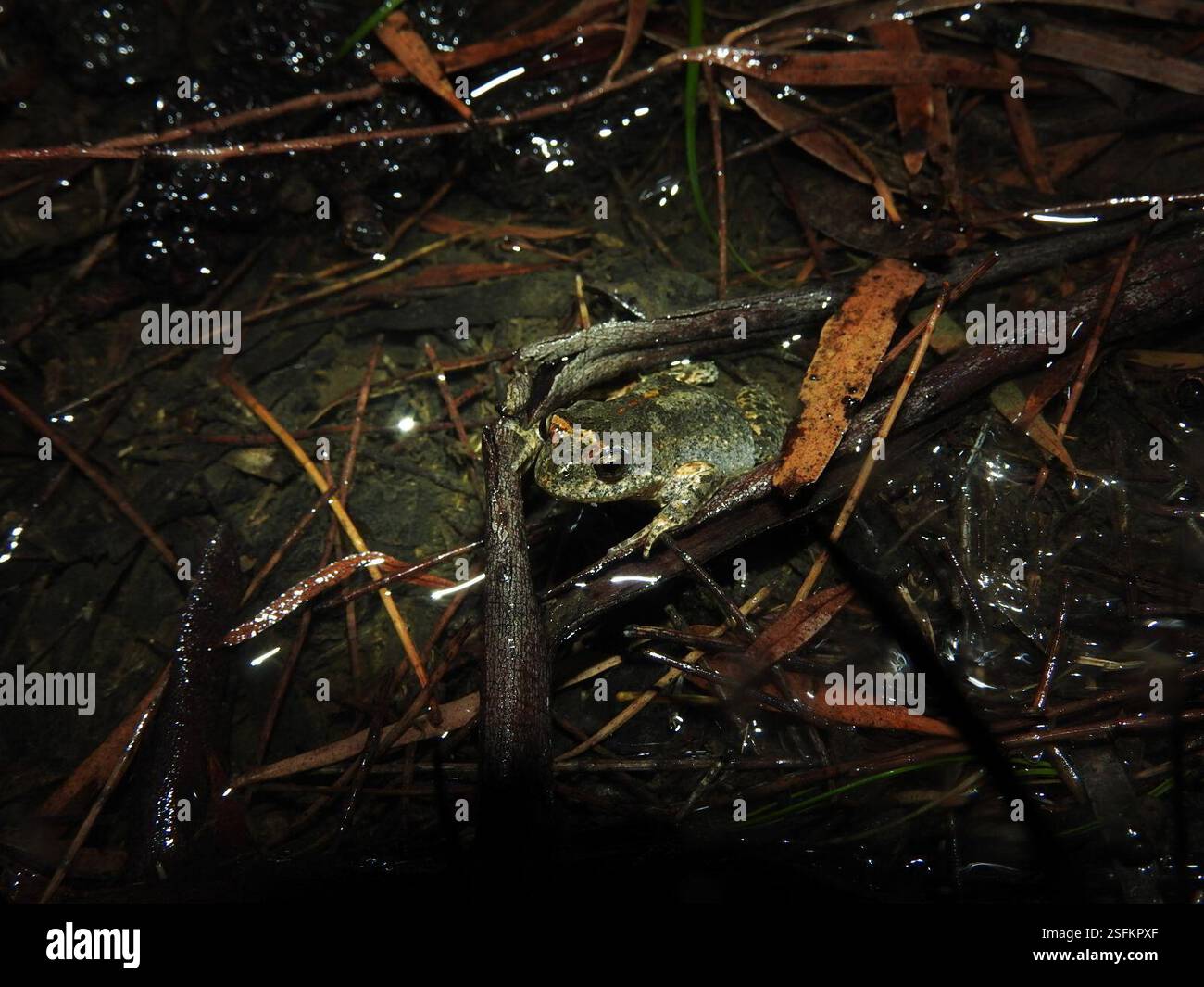Common Eastern Froglet (Crinia signifera), Amphibia, Hobart TAS ...