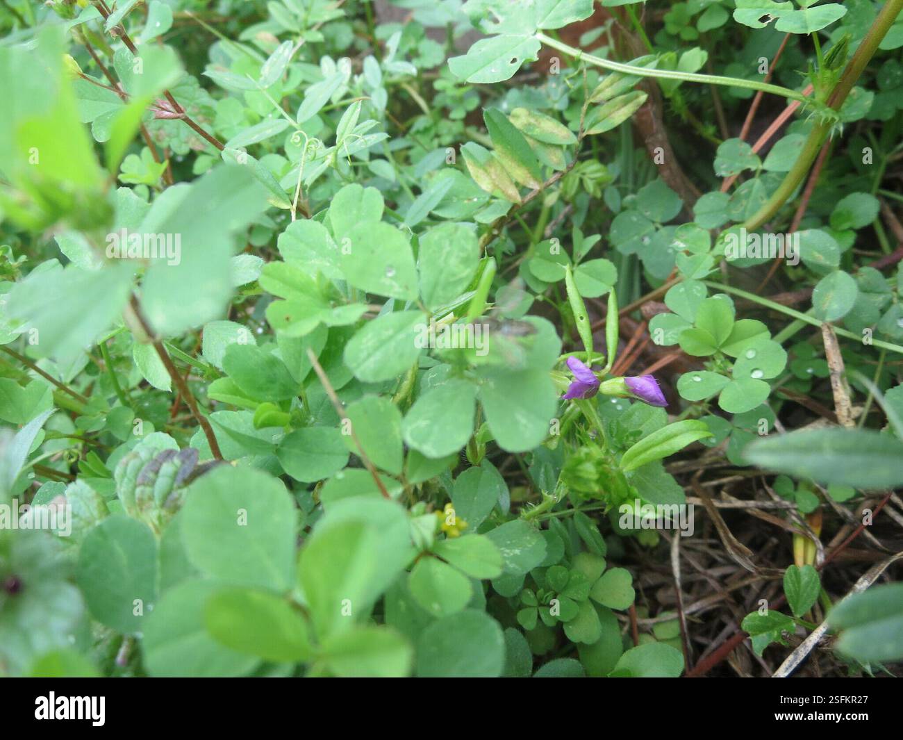 Lesser hop trefoil (Trifolium dubium), Plantae, Windsor Forest ...