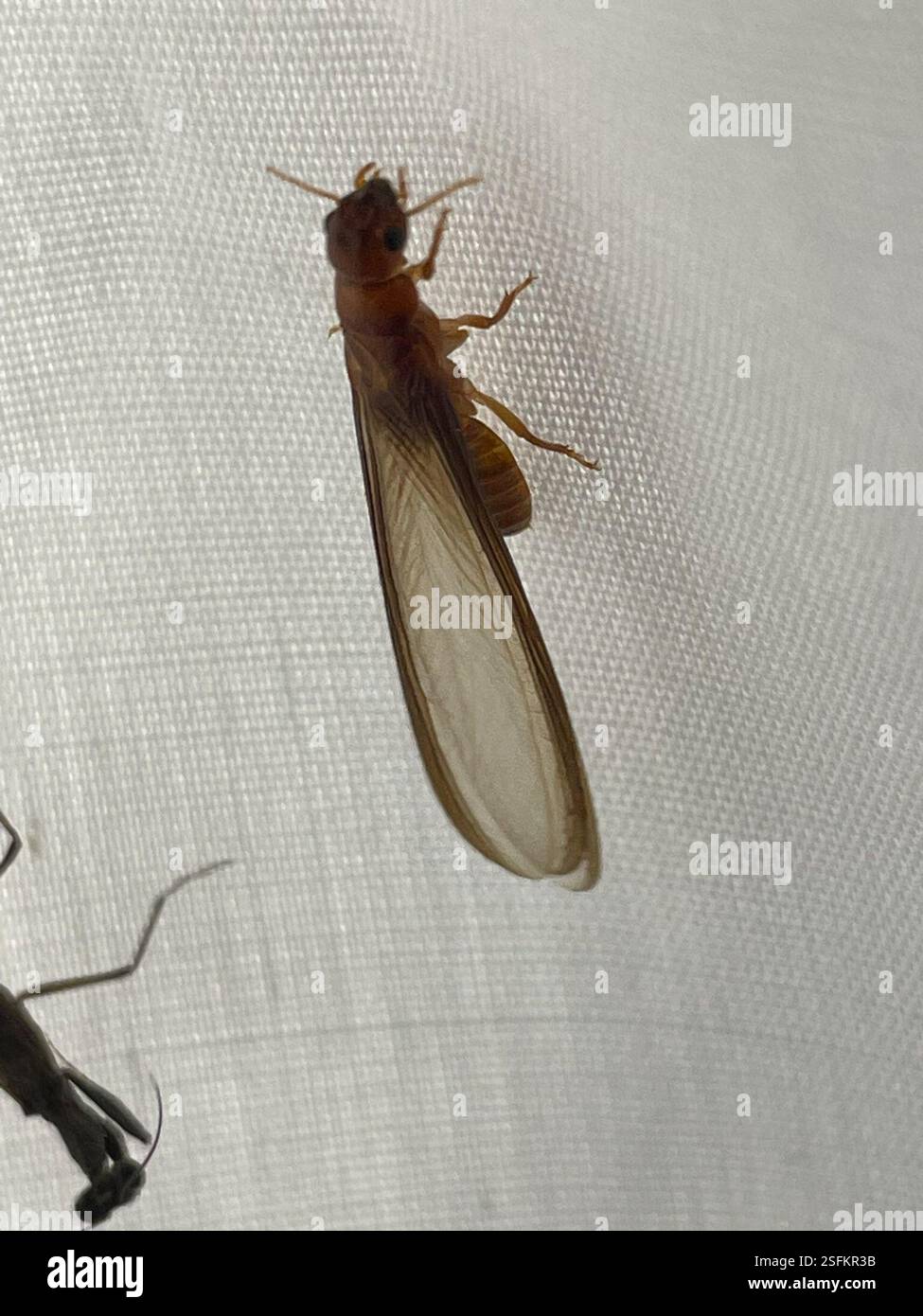 Drywood Termites (Kalotermitidae), Insecta, Dharawal National Park ...