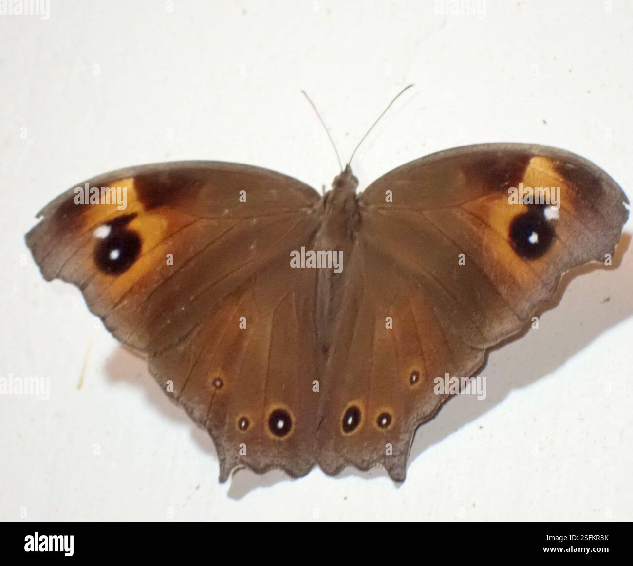 Common Evening Brown (Melanitis leda), Insecta, Santo Antão, Cape Verde ...