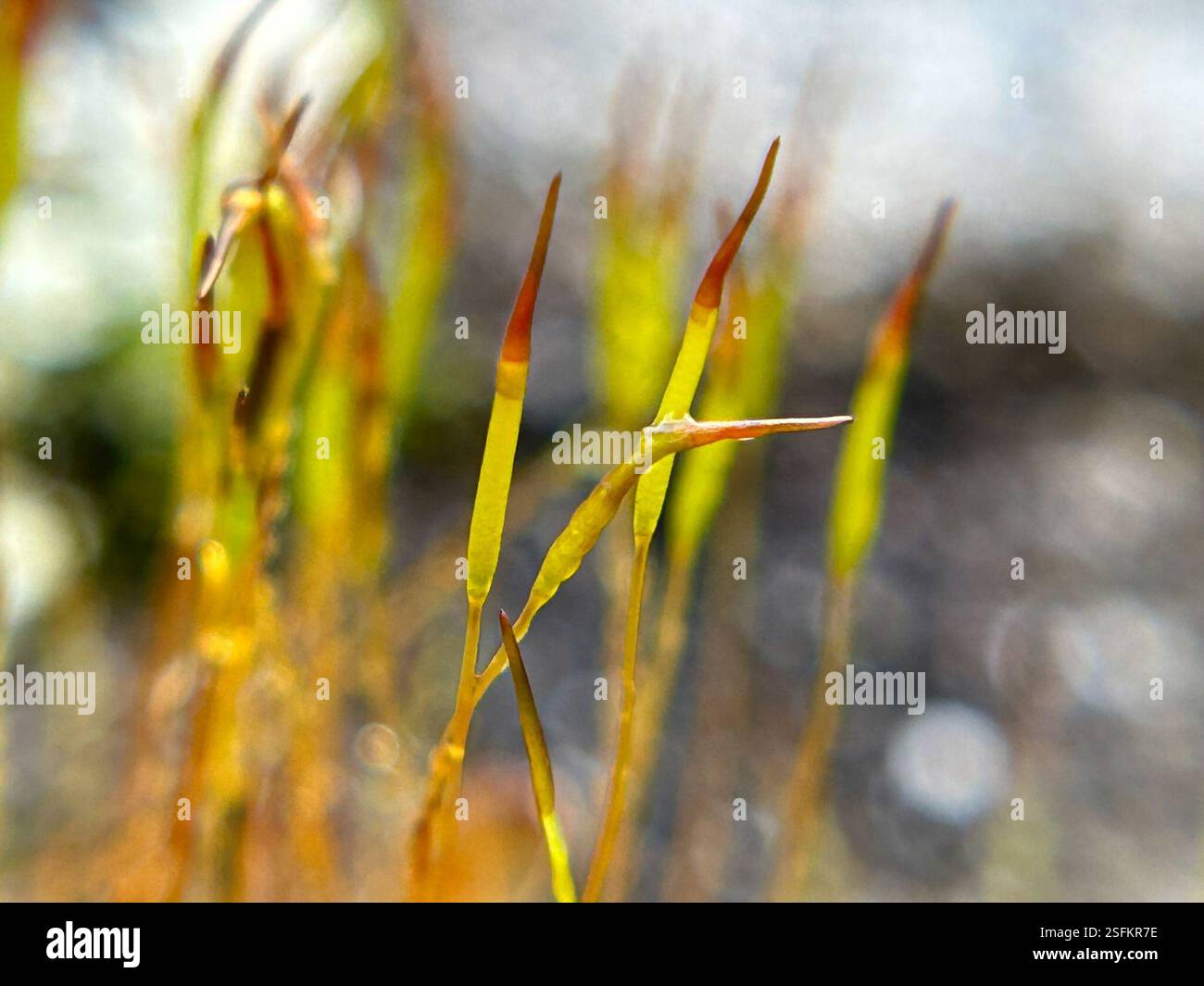 (Tortula), Plantae, El Chorro Regional Park, San Luis Obispo, CA, US ...