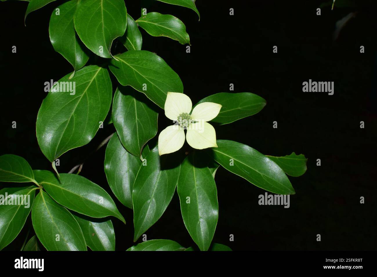 Cornus elliptica hi-res stock photography and images - Alamy