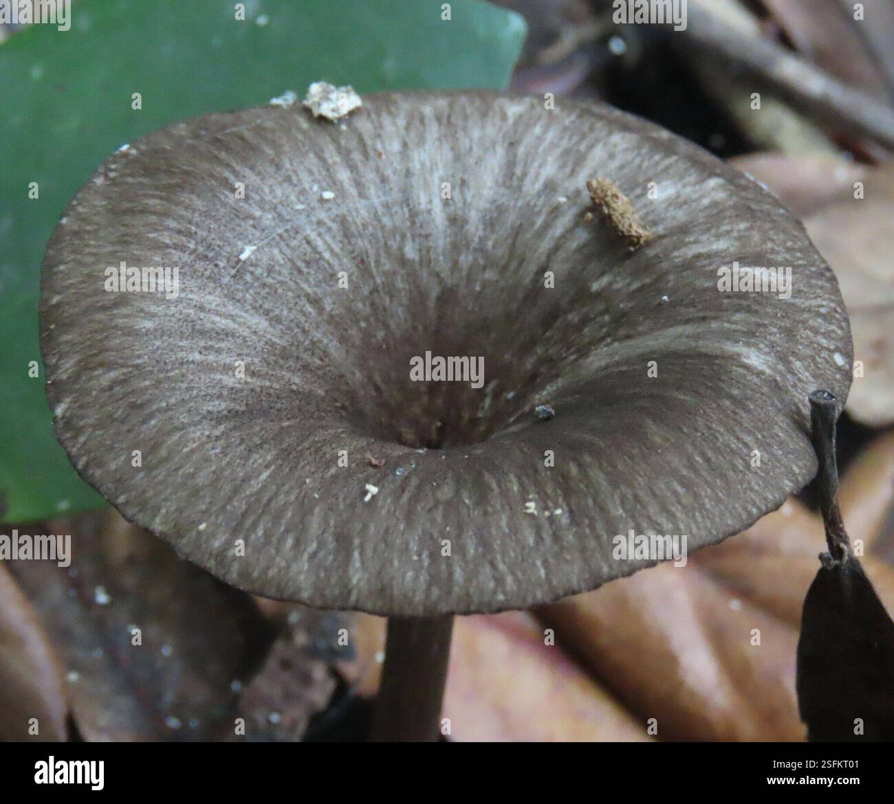 (Porotheleaceae), Fungi, 19 Thatcher Crescent, Crofton Downs ...