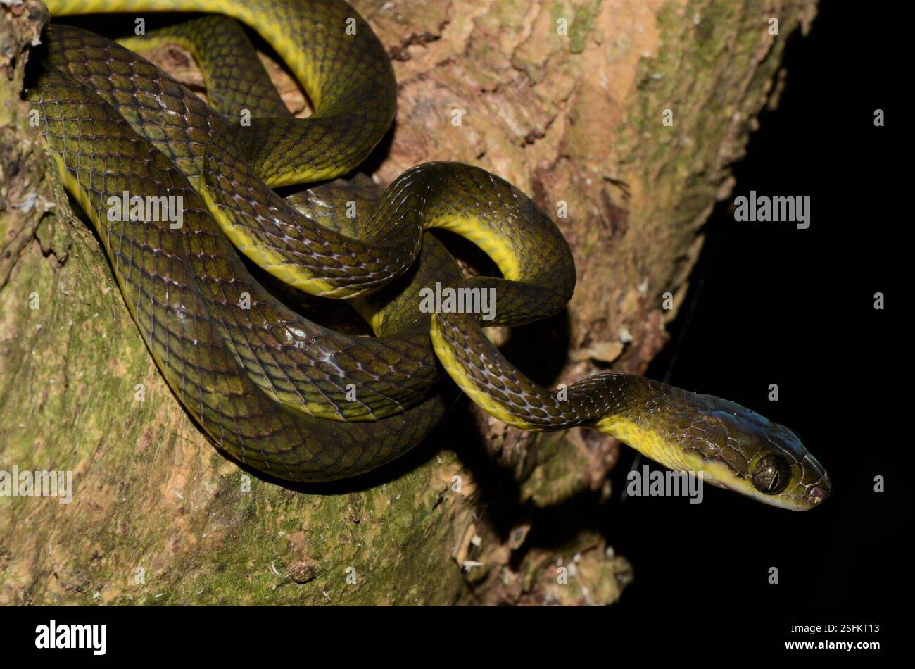 Underwood's Nocturnal Tree Snake (Dipsadoboa underwoodi), Reptilia ...