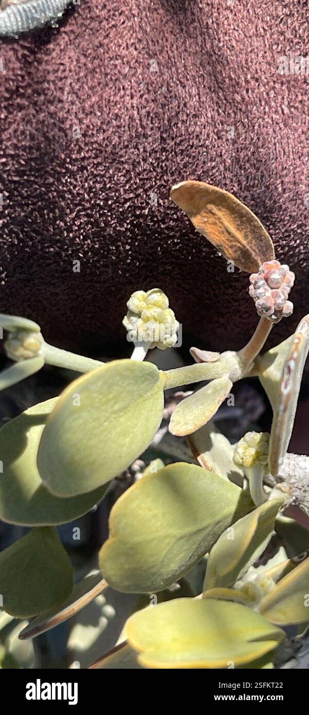 jojoba (Simmondsia chinensis), Plantae, Anza-Borrego Desert State Park ...