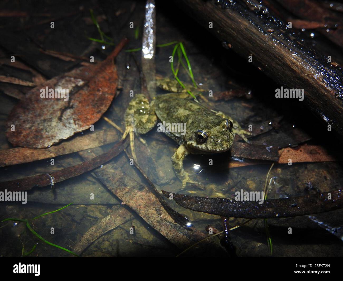 Common Eastern Froglet (Crinia signifera), Amphibia, Hobart TAS ...