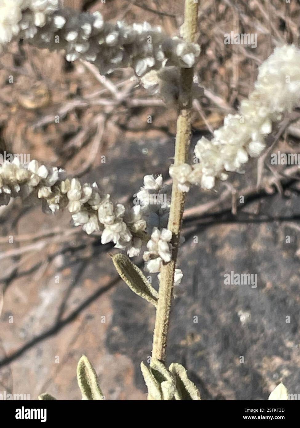 kapok bush (Aerva javanica), Plantae, São Vicente, Cape Verde, CV Stock Photo - Alamy