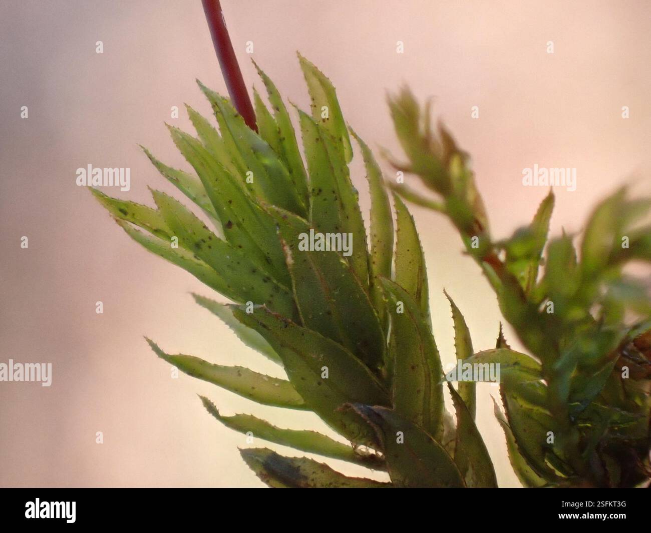 Horn Calcareous Moss (Mnium hornum), Plantae, De Geelders, Boxtel ...