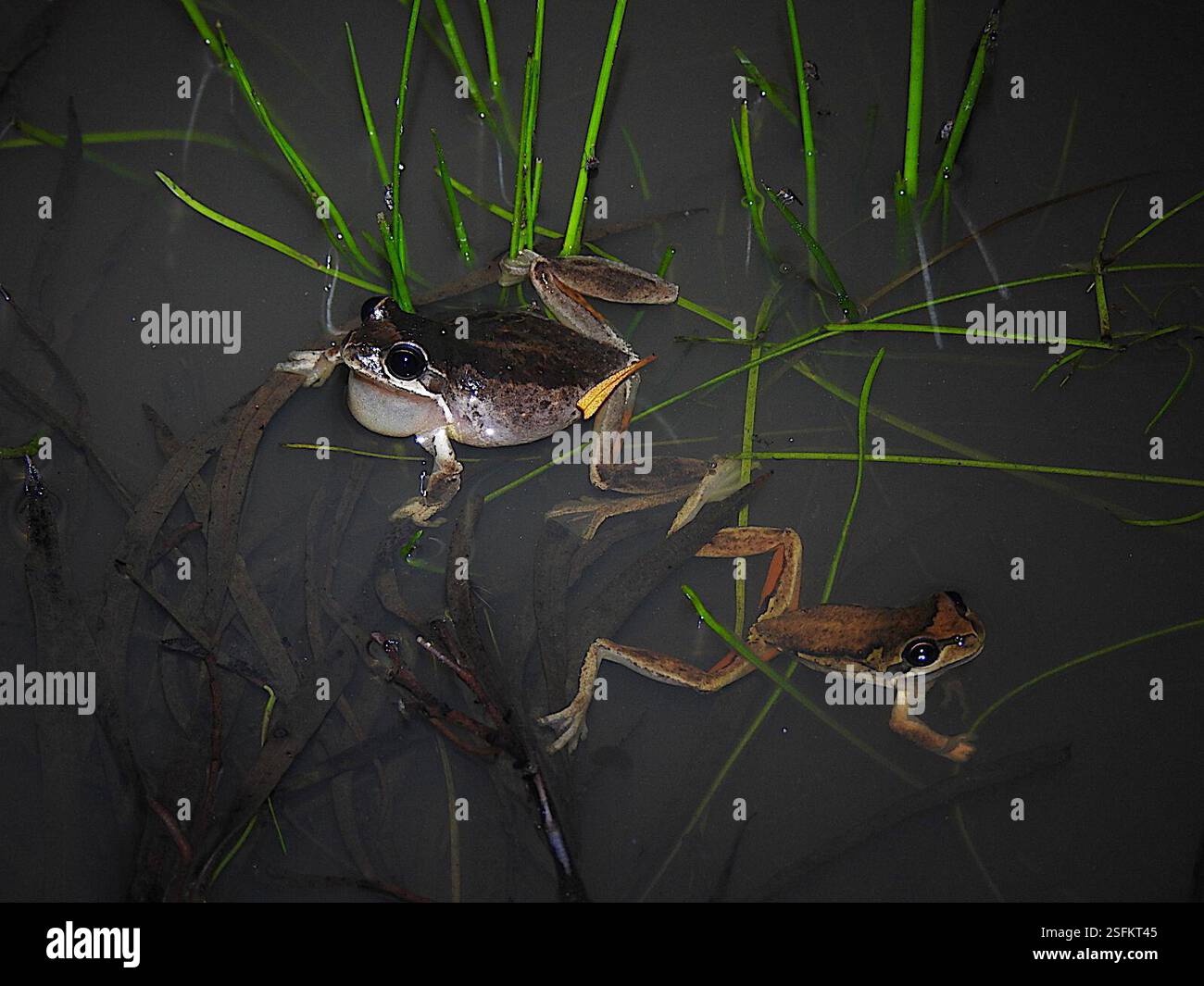 Brown Tree Frog (Litoria ewingii), Amphibia, Hobart TAS, Australia ...