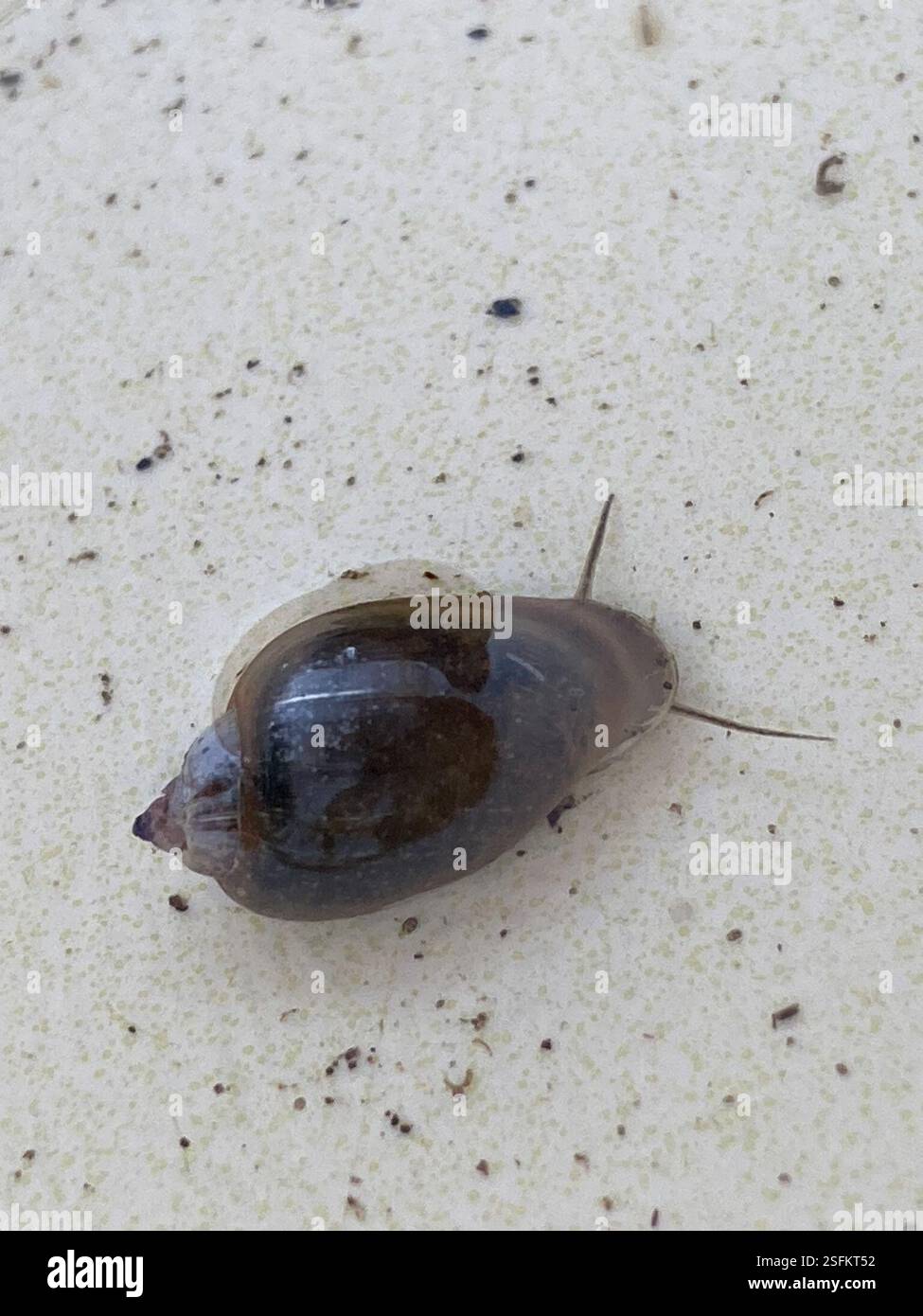 Bladder Snails (Physidae), Mollusca, Florida, US Stock Photo - Alamy