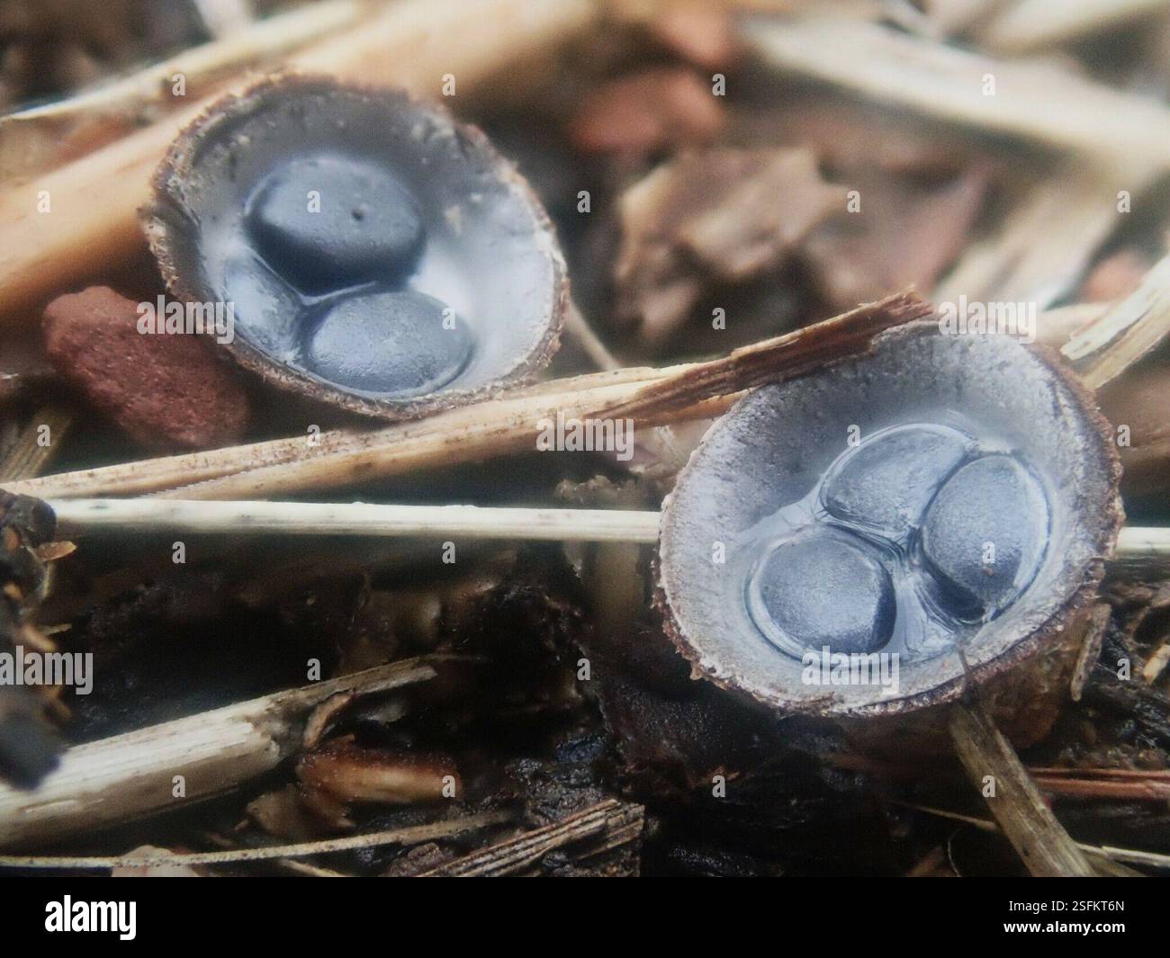 dung-loving bird's nest fungus (Cyathus stercoreus), Fungi, Ehlanzeni ...