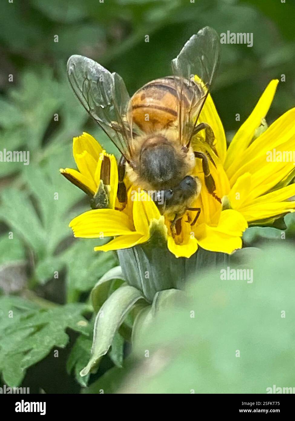 Western Honey Bee (Apis mellifera), Insecta, Cherry Rd, Whitney, TX, US ...