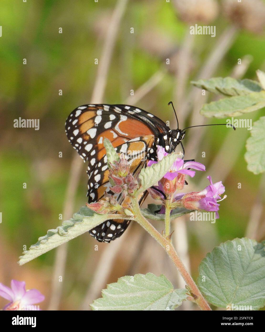 Southern Monarch (Danaus erippus), Insecta, Cabaceiras - State of ...