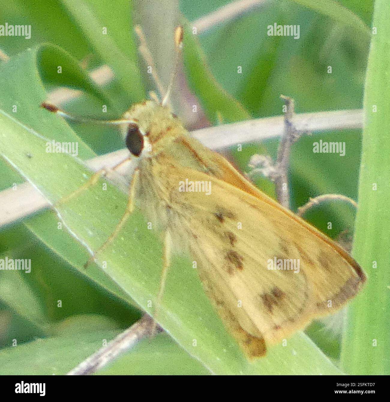 Whirlabout (Polites vibex), Insecta, River Rd. Preserve: Putnam County ...