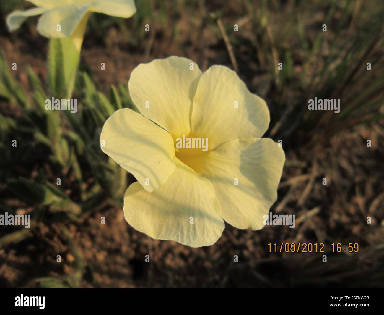 Natal Primrose (Thunbergia atriplicifolia), Plantae, uMgungundlovu ...