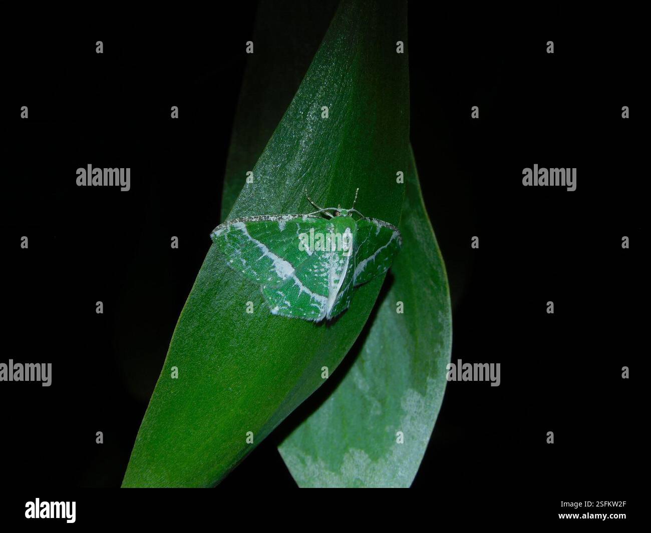 Lacy Emerald (Eucyclodes insperata), Insecta, Hobart TAS, Australia ...