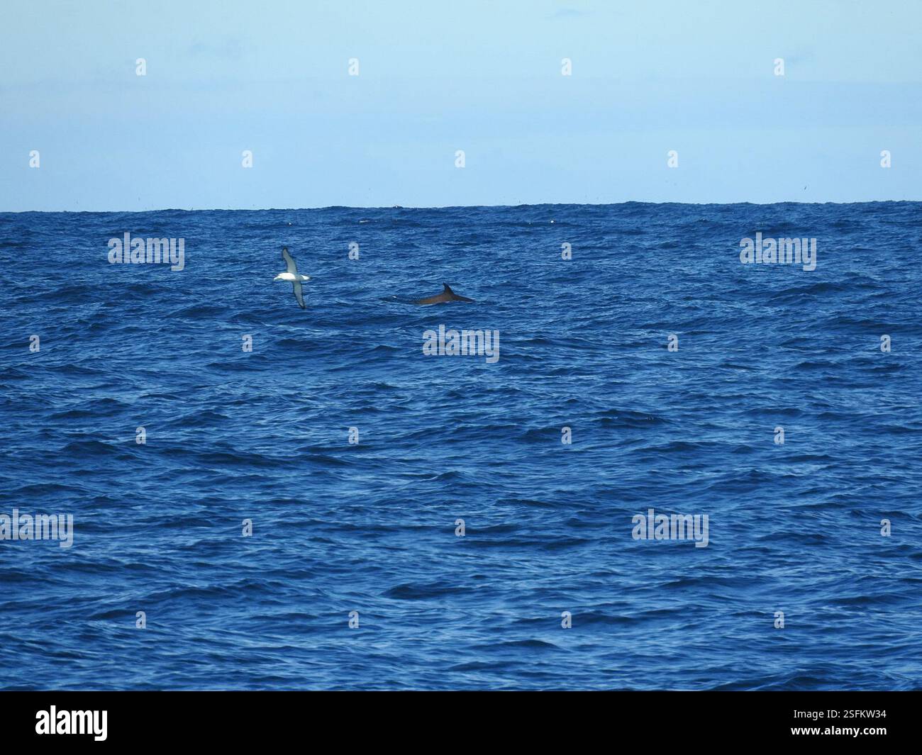 Shepherd's Beaked Whale (Tasmacetus shepherdi), Mammalia, -43. ...