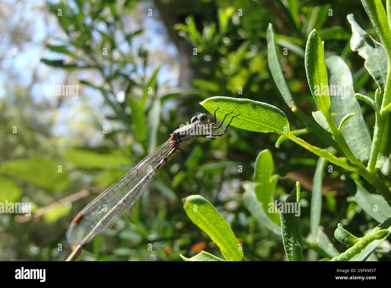Wandering Ringtail (Austrolestes leda), Insecta, 62 Railway Parade ...