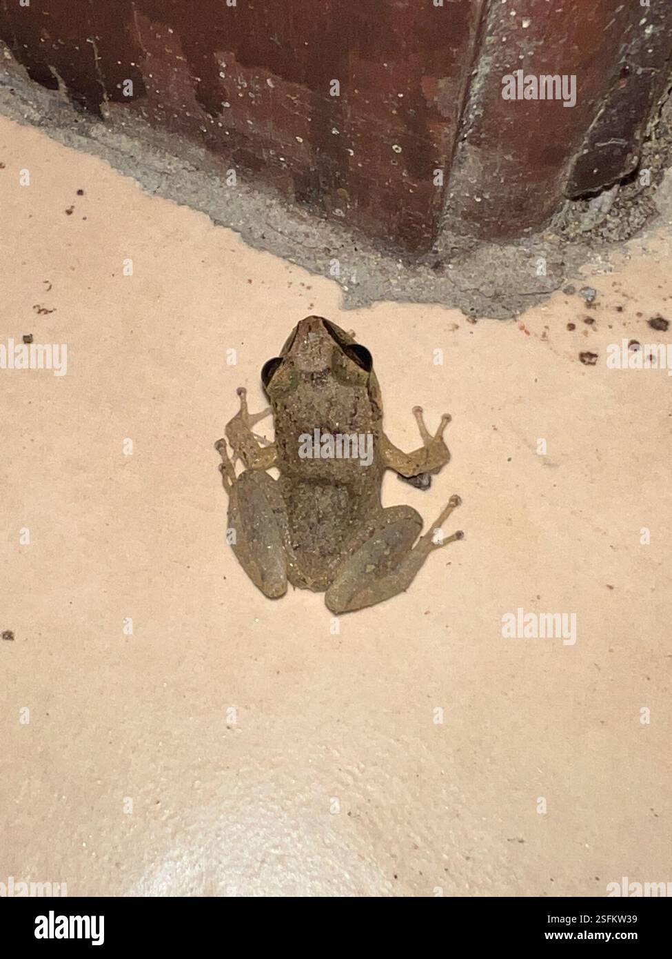 Lesser Antillean whistling frog (Eleutherodactylus johnstonei ...