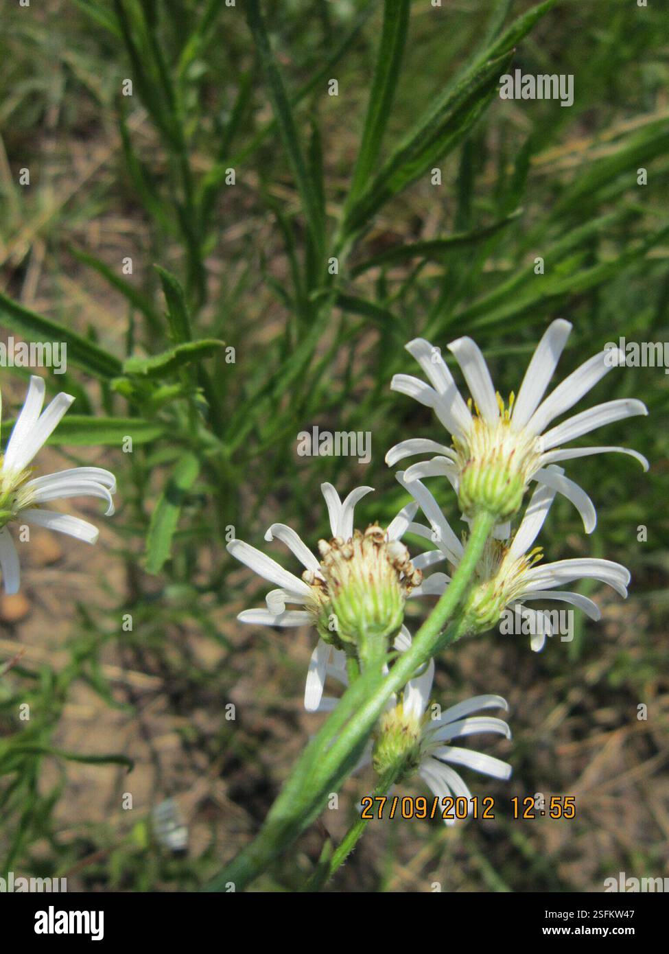 (Afroaster pleiocephalus), Plantae, Giants Castle Game Reserve, South ...