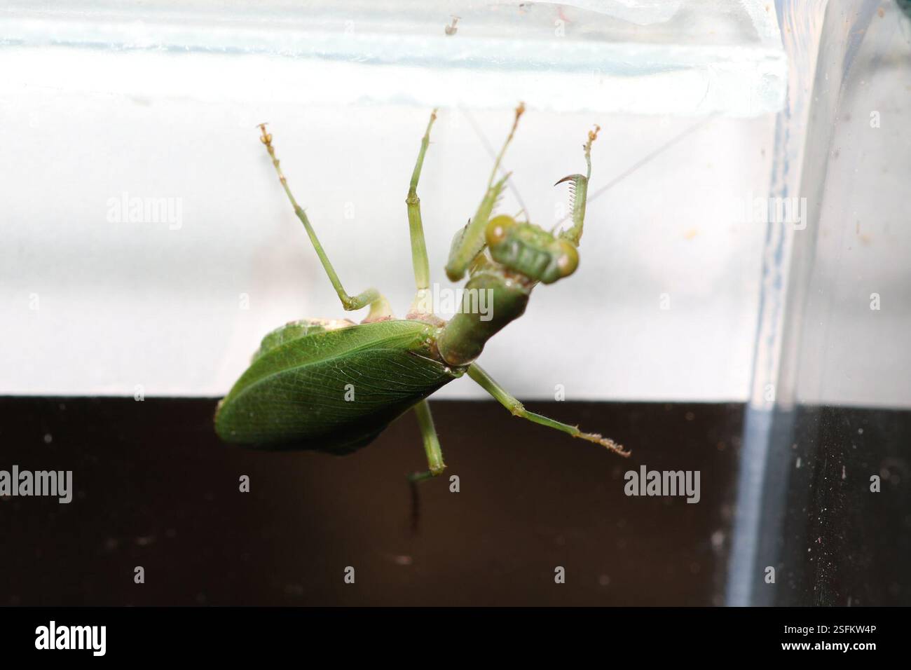 (Acontista concinna), Insecta, Araçariguama, SP, 18147-000, Brasil ...