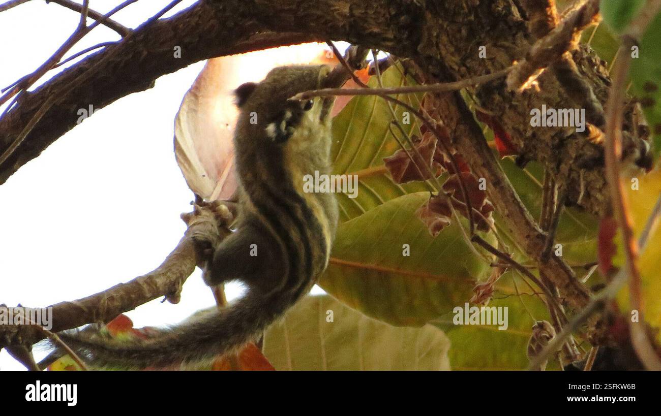 Himalayan Striped Squirrel (Tamiops mcclellandii), Mammalia, Чианг Май ...