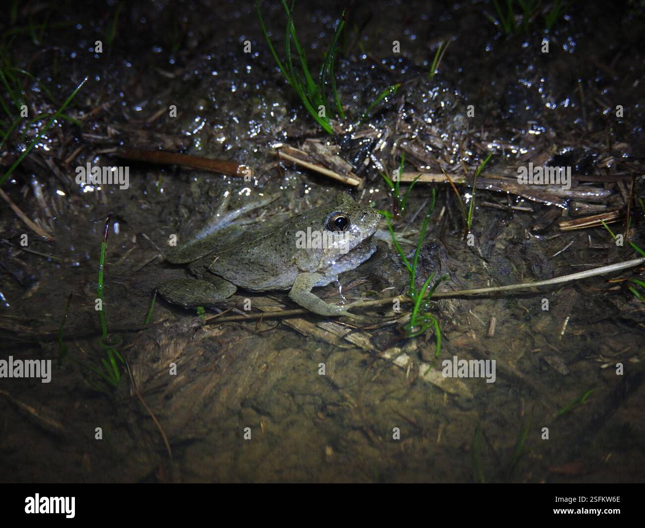 Common Eastern Froglet (Crinia signifera), Amphibia, Hobart TAS ...