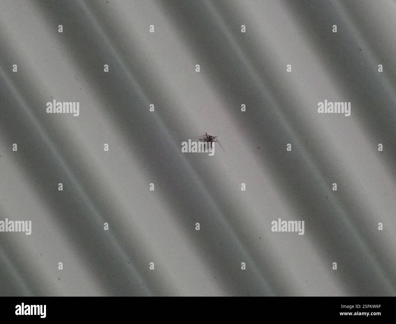 Longhorn Beetles (Cerambycidae), Insecta, Caravonica QLD 4878 ...