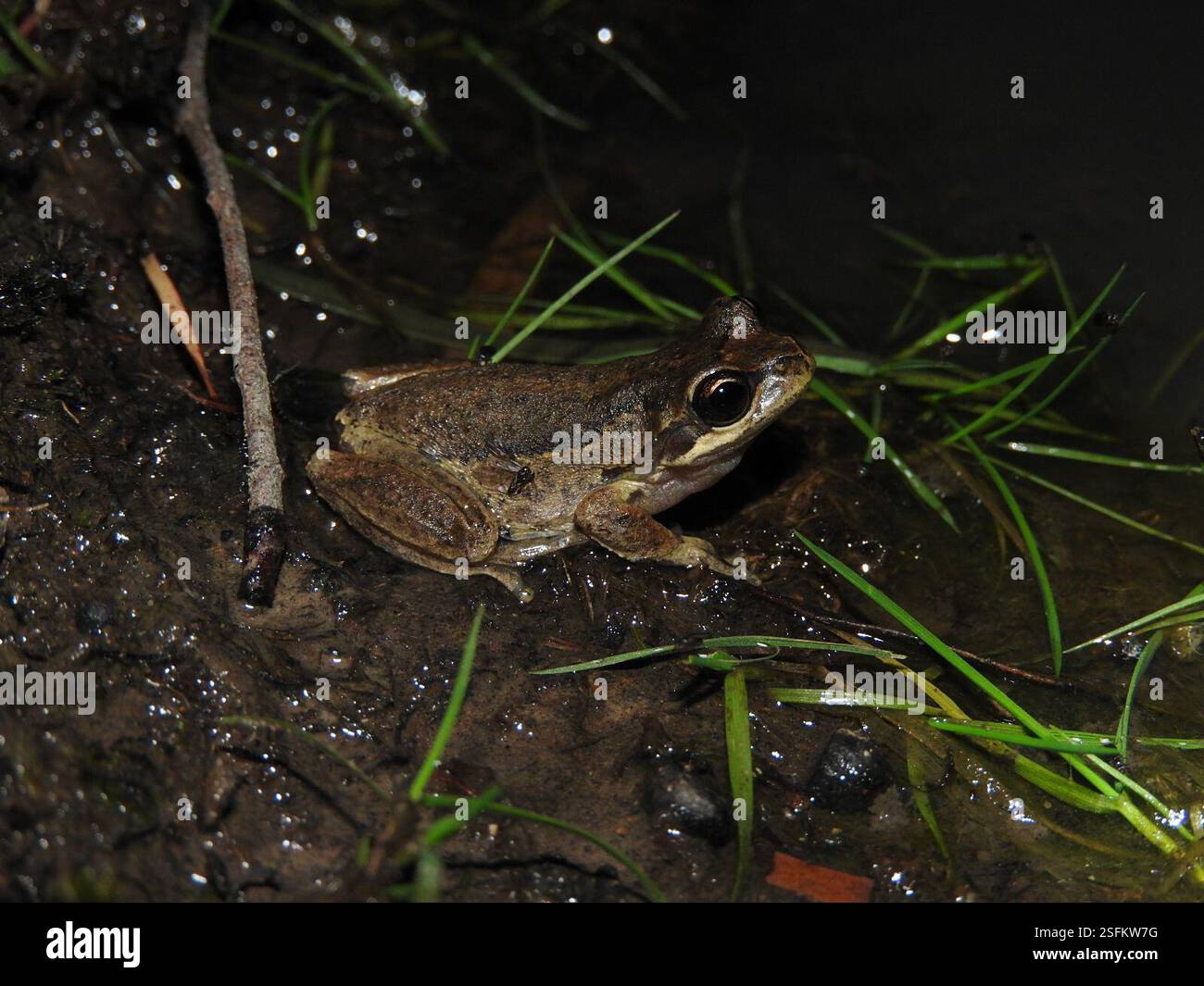 Brown Tree Frog (Litoria ewingii), Amphibia, Hobart TAS, Australia ...