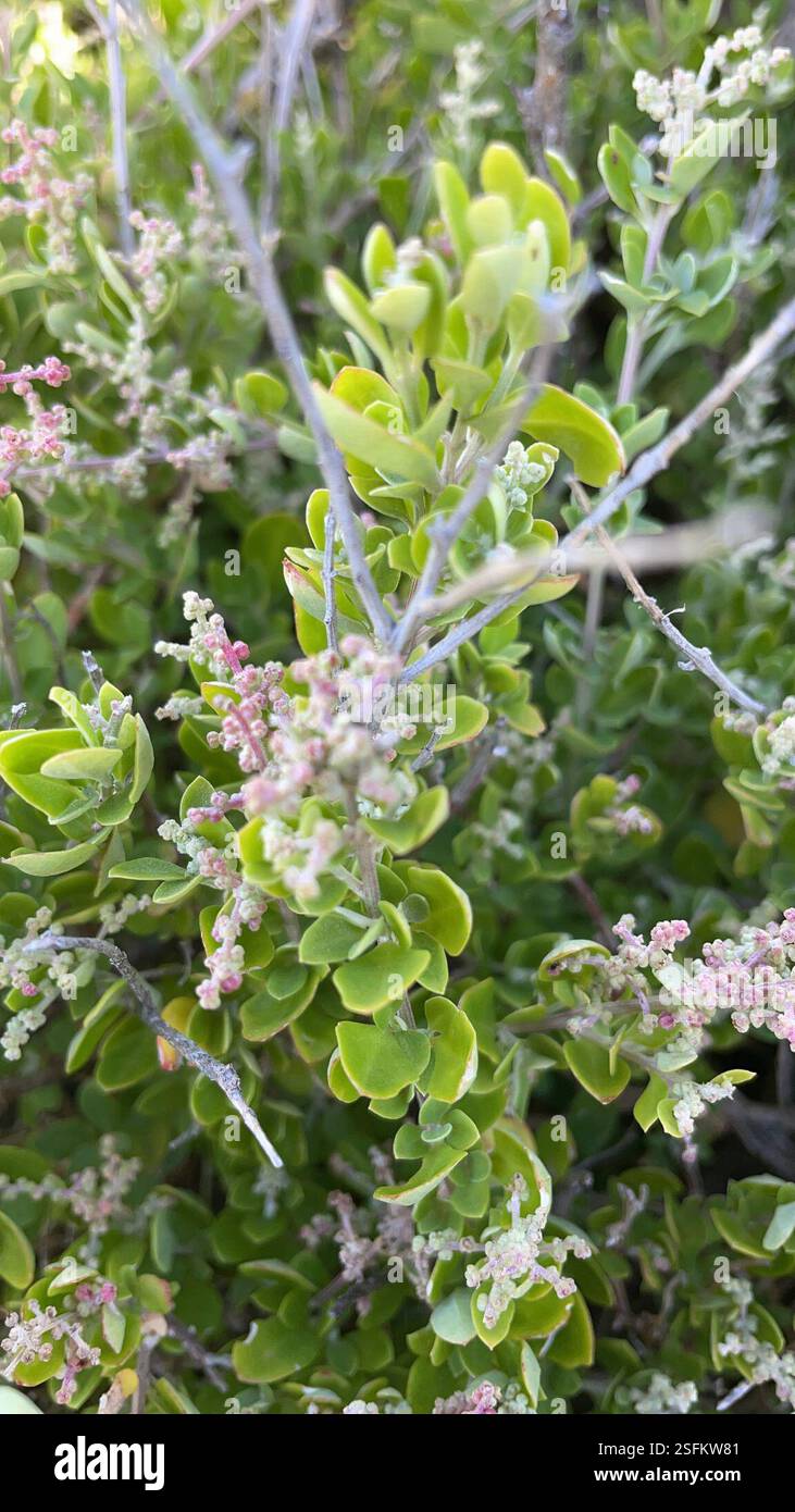 Seaberry Saltbush (Rhagodia candolleana), Plantae, Melbourne VIC ...
