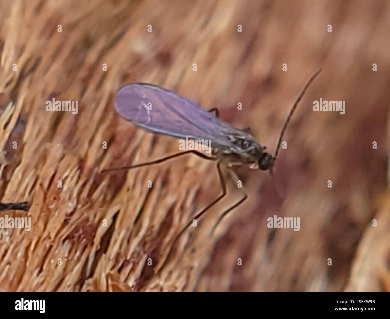 Fungus Gnats and Gall Midges (Sciaroidea), Insecta, Palomar Park, CA ...