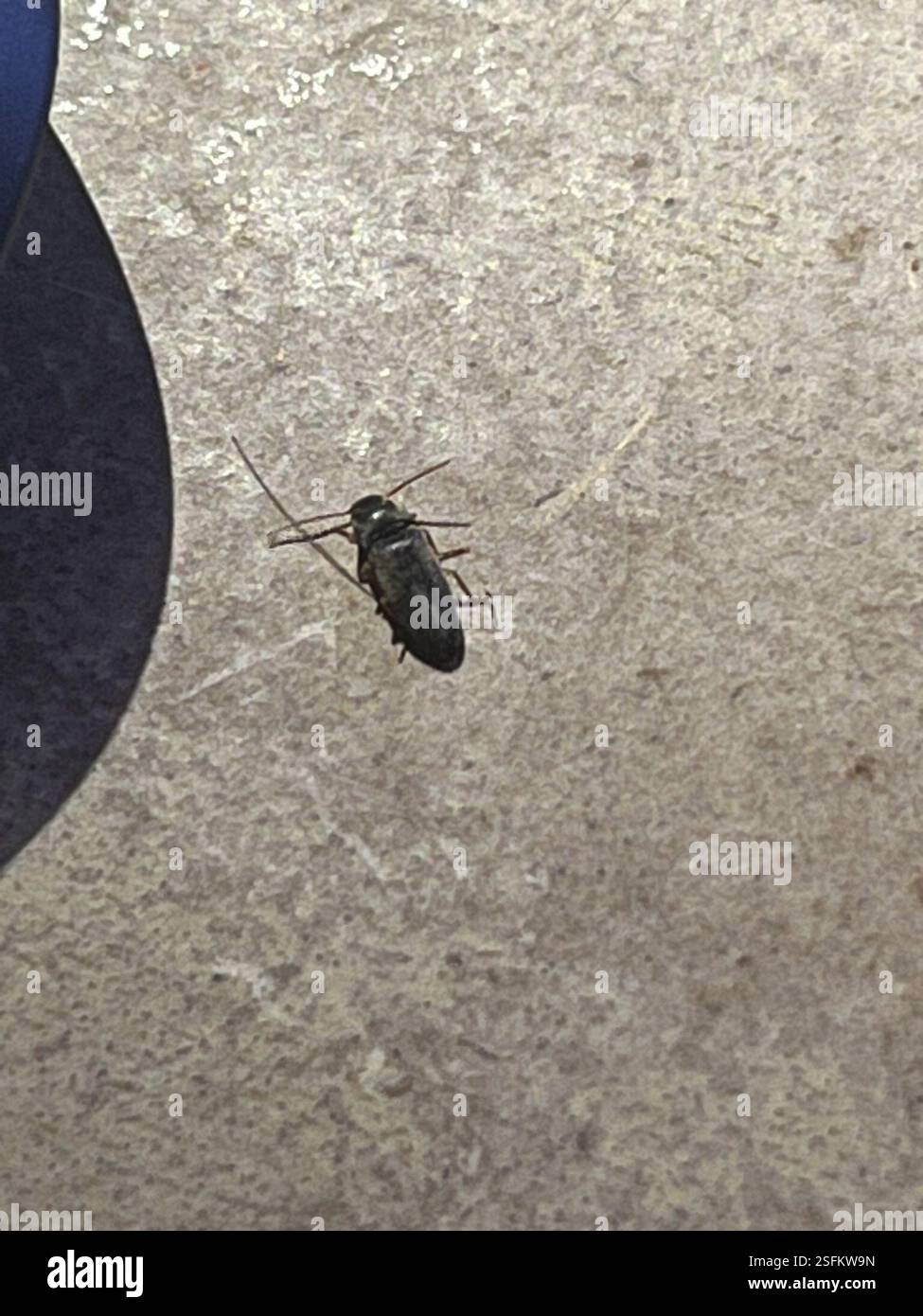 Pasture Wireworm (Monocrepidius exsul), Insecta, Auckland, NZ, click ...