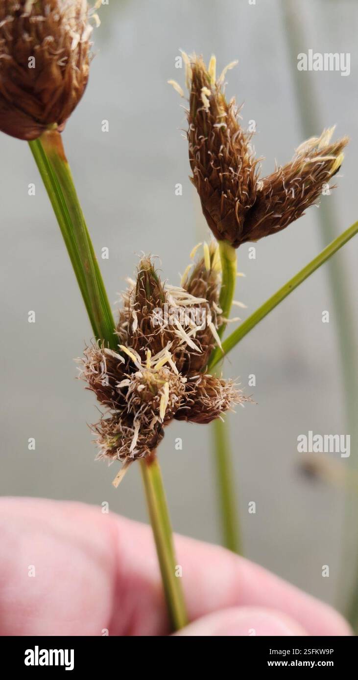American three-square bulrush (Schoenoplectus americanus), Plantae ...