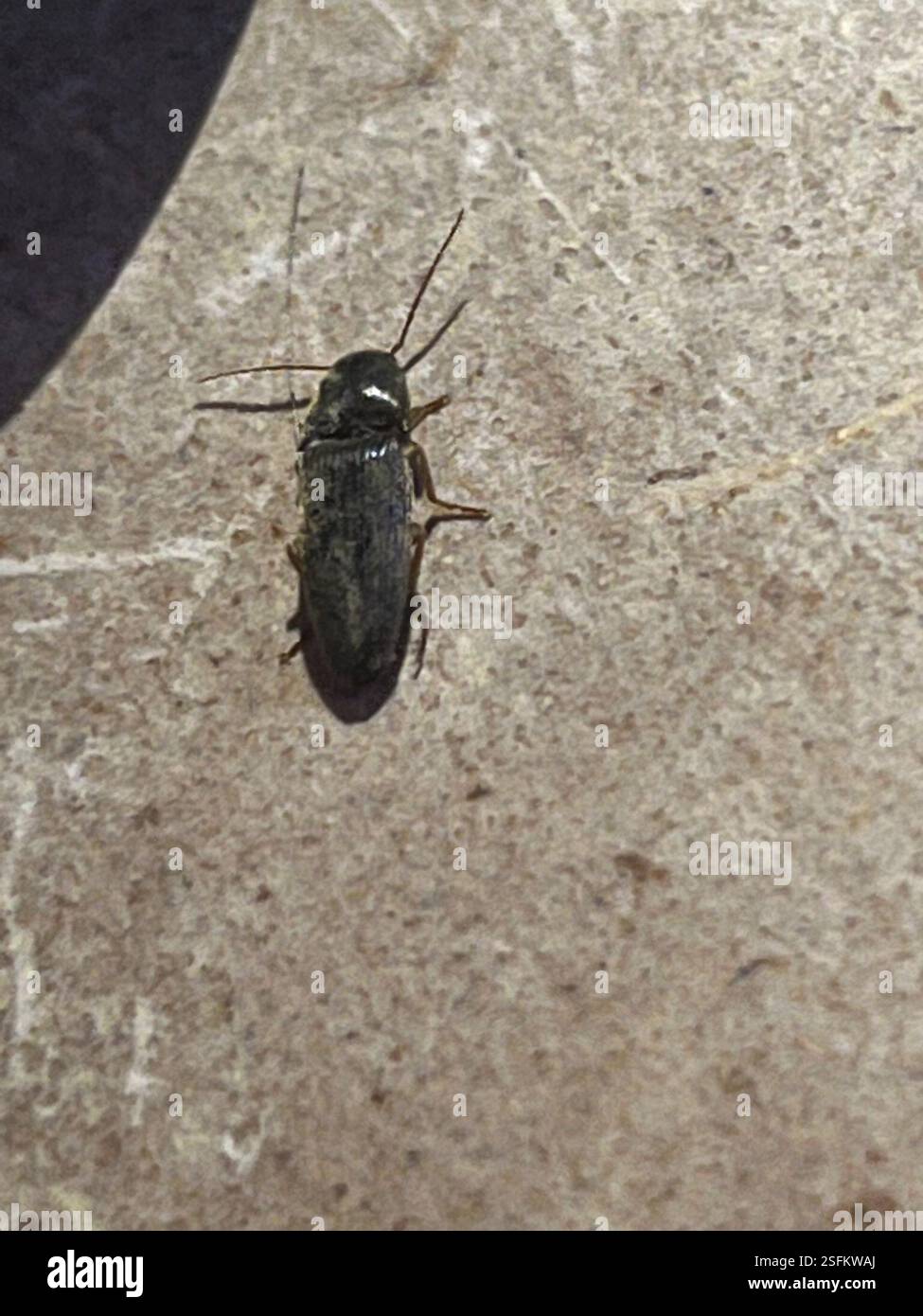 Pasture Wireworm (Monocrepidius exsul), Insecta, Auckland, NZ, click ...