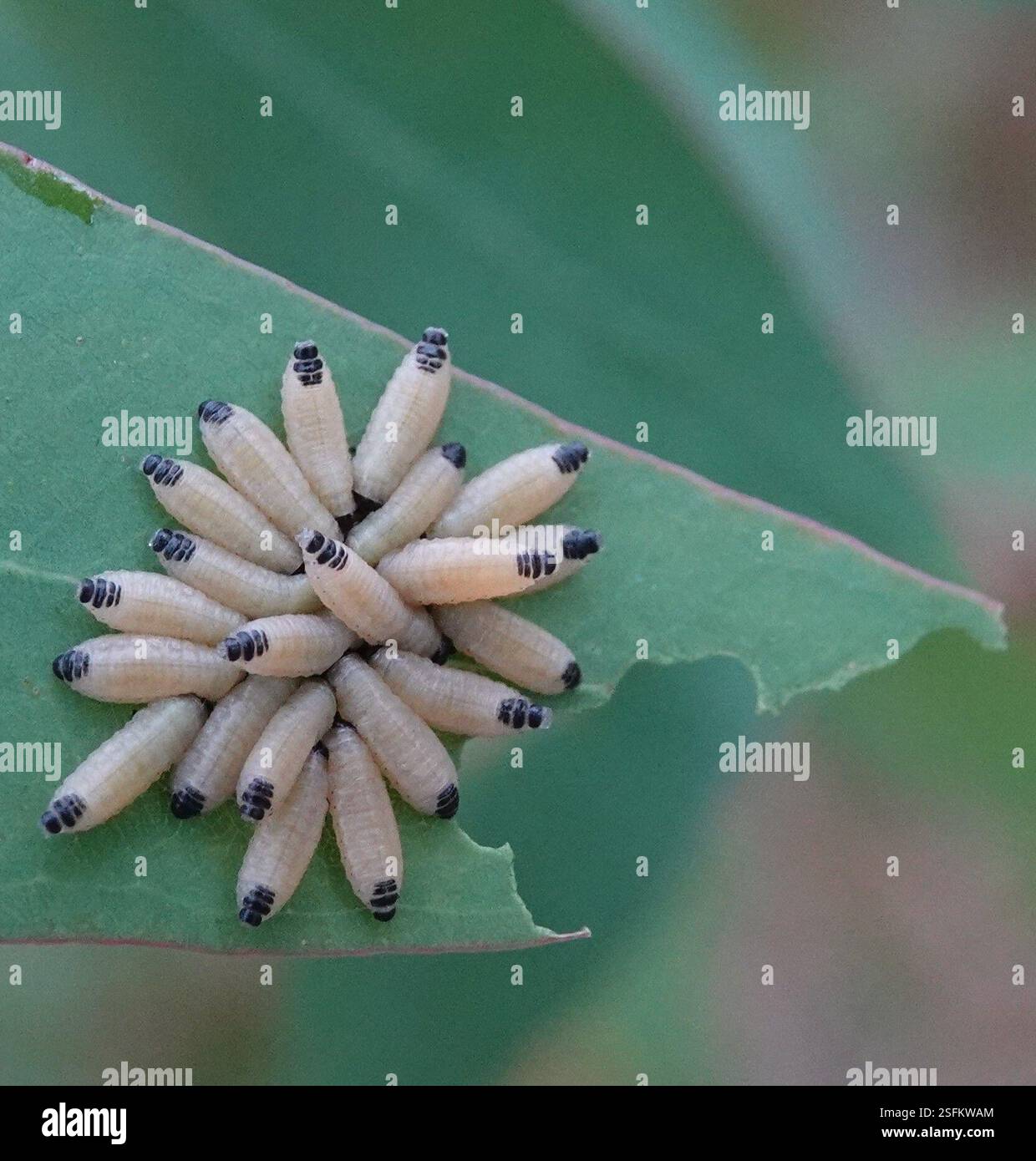 Eucalyptus variegated beetle (Paropsisterna cloelia), Insecta ...