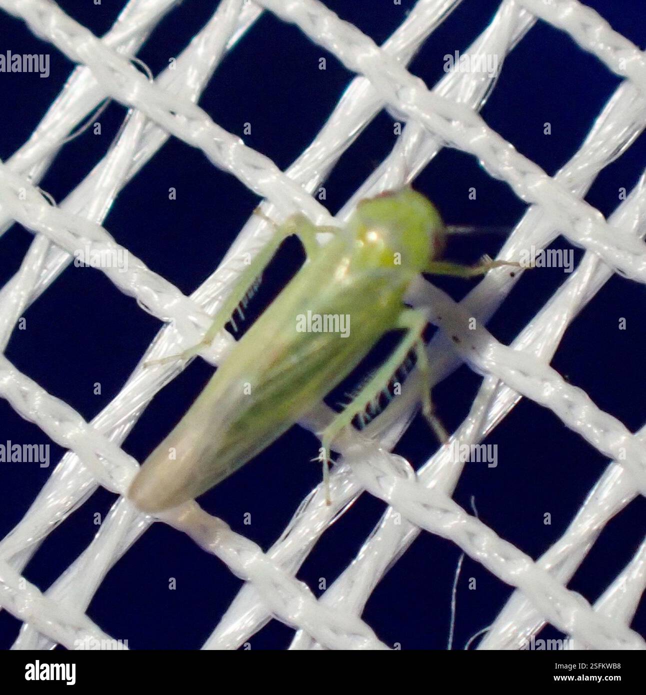Typical Leafhoppers (Cicadellidae), Insecta, Santo Antão, Cape Verde ...