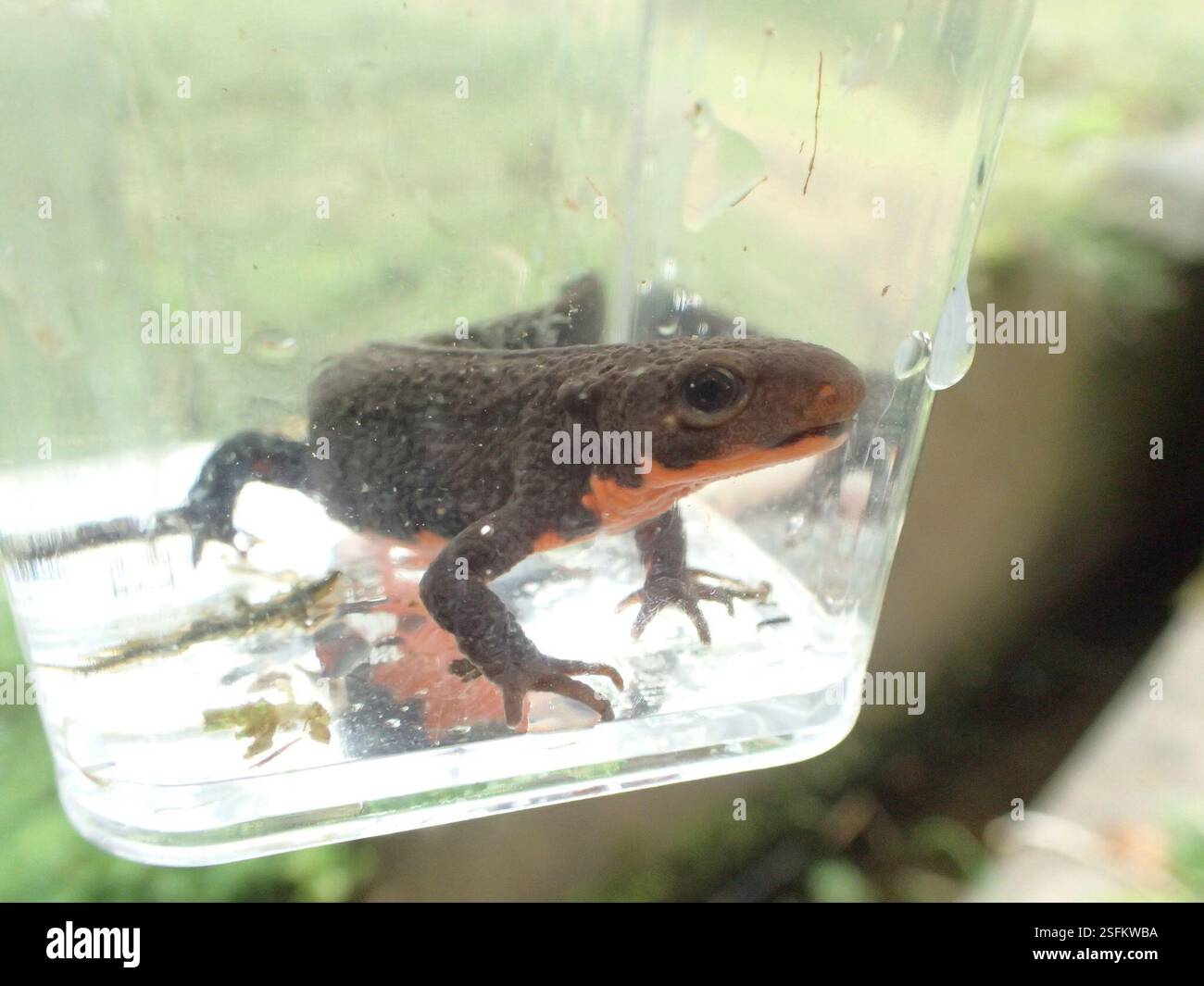 Japanese Fire-bellied Newt (Cynops pyrrhogaster), Amphibia, Japan Stock ...