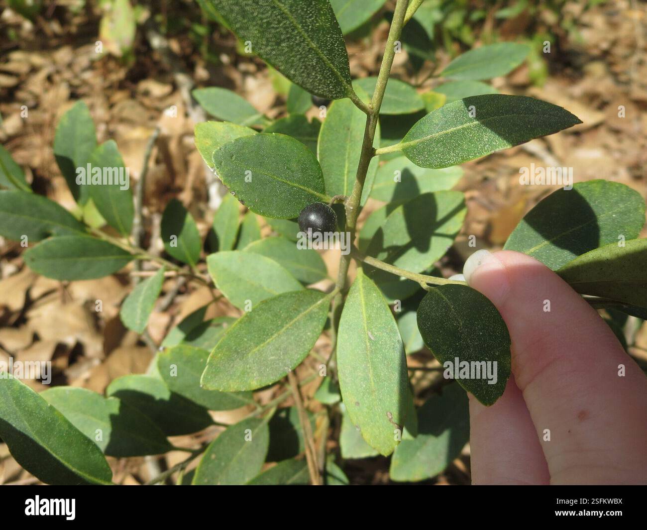 gallberry (Ilex glabra), Plantae, Windsor Forest, Savannah, GA, USA ...