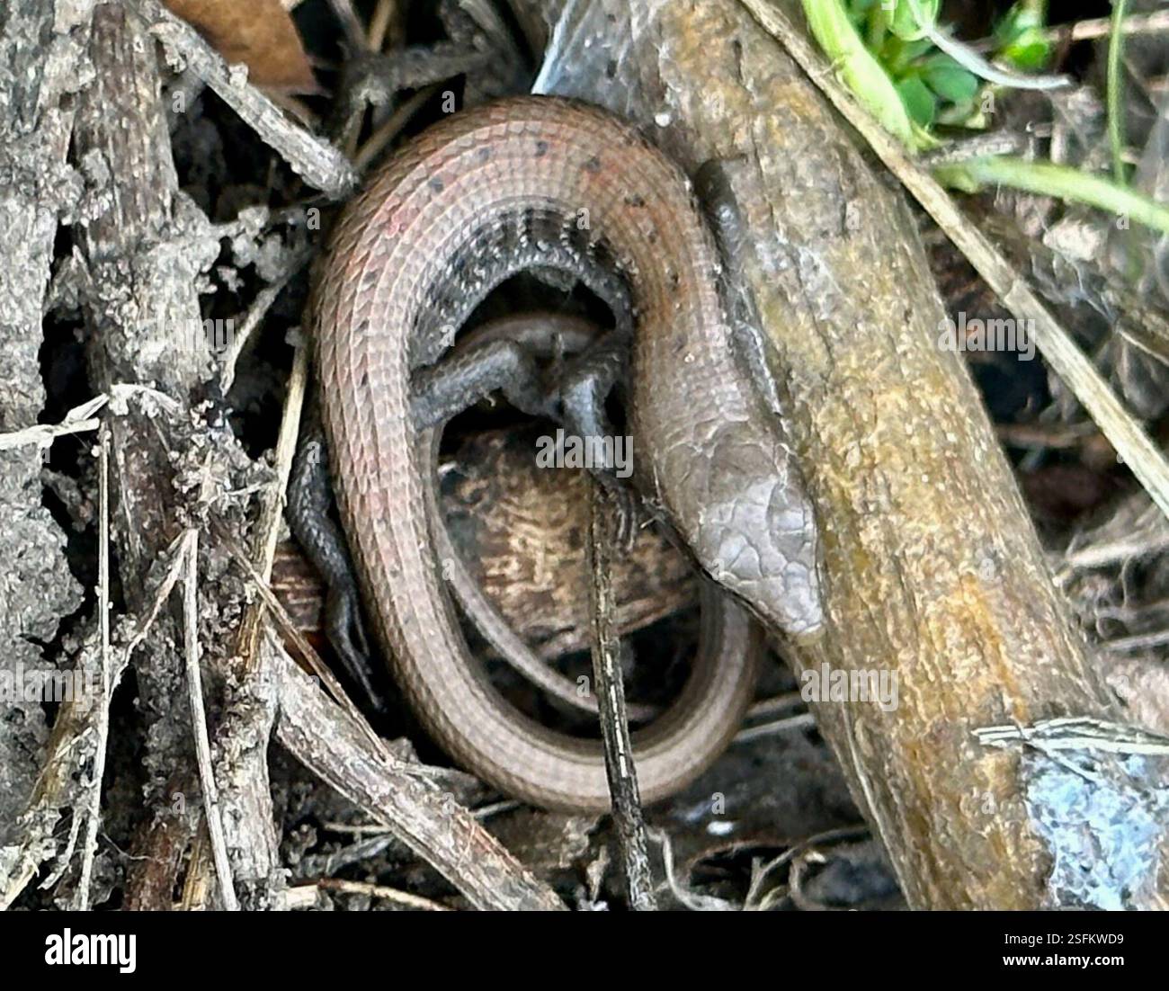 Southern Alligator Lizard (Elgaria multicarinata), Reptilia, La Honda Creek Open Space Preserve ...