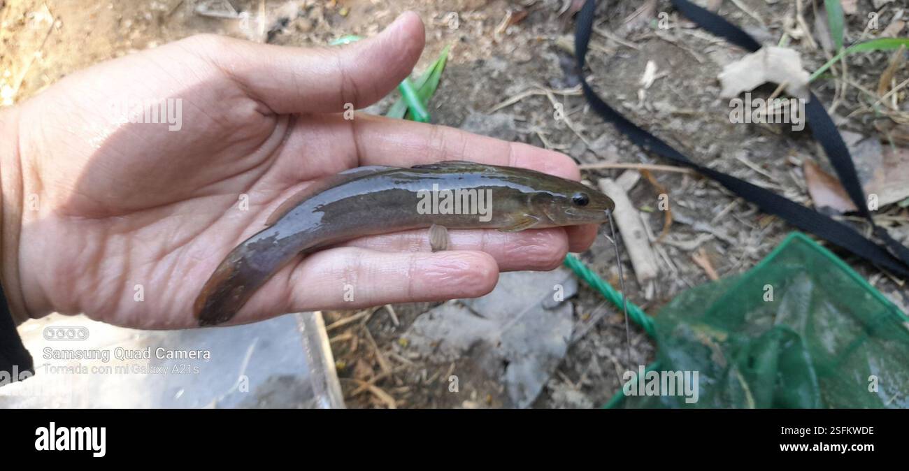 Pale Catfish (Rhamdia guatemalensis), Actinopterygii, Antón, Panamá ...