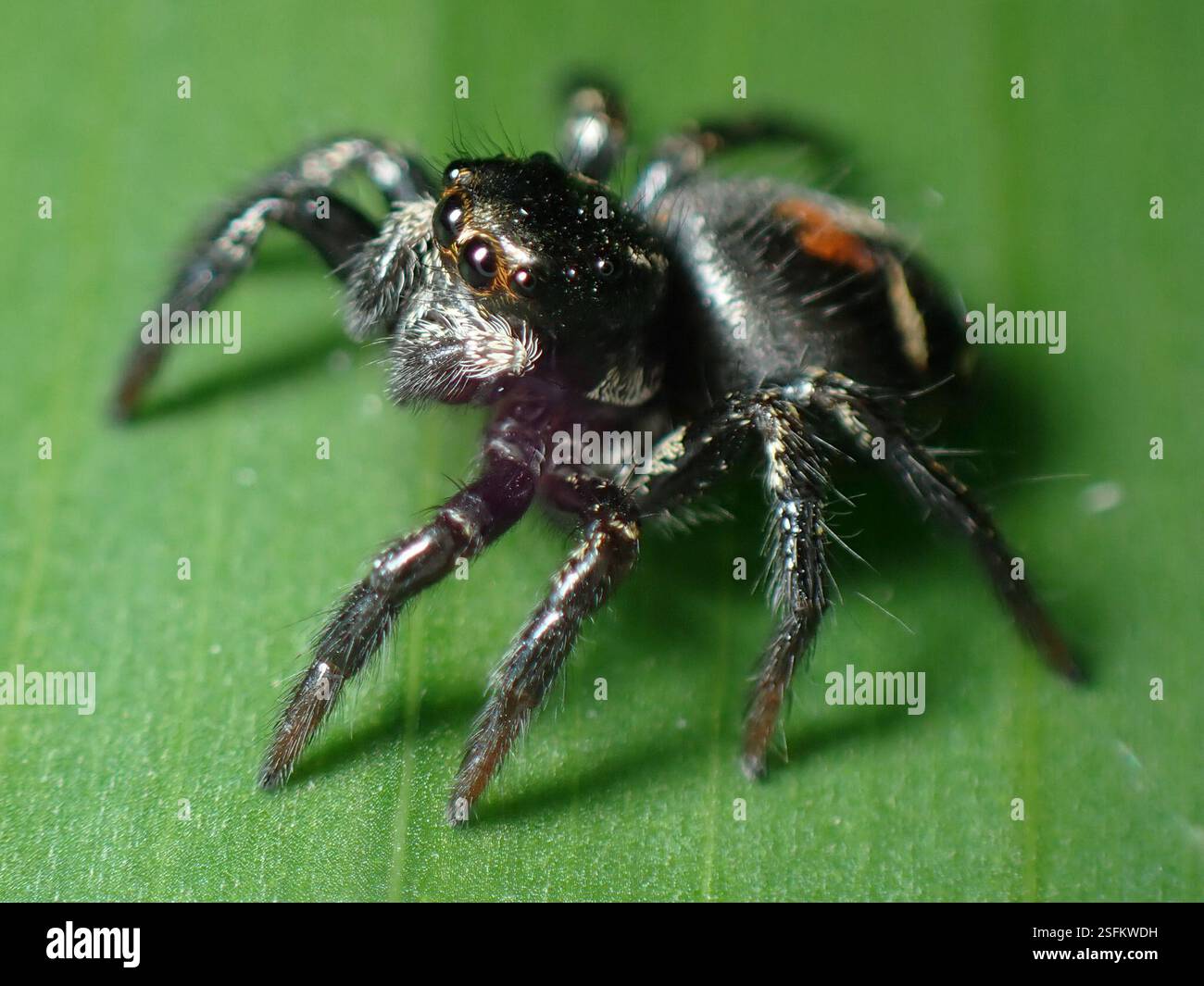 (Corythalia), Arachnida, El Edén, Honduras, H23 Stock Photo - Alamy