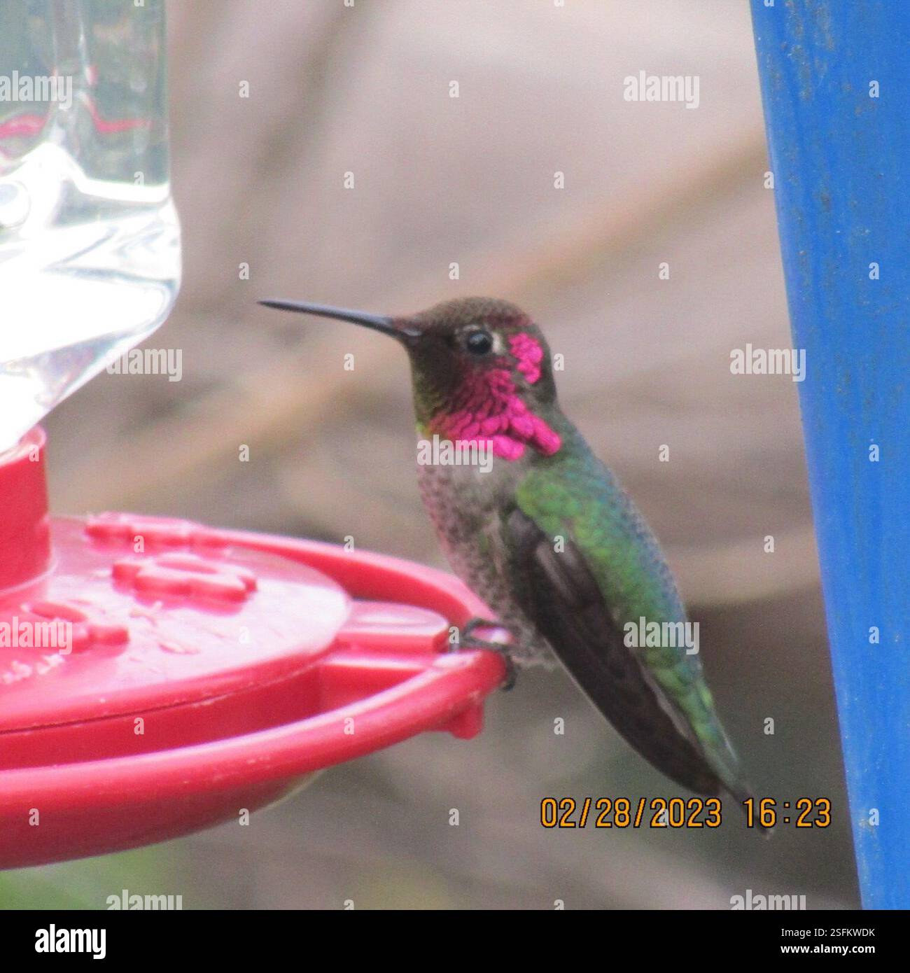 Anna's Hummingbird (Calypte anna), Aves, Kenneth Hahn Hummingbird ...