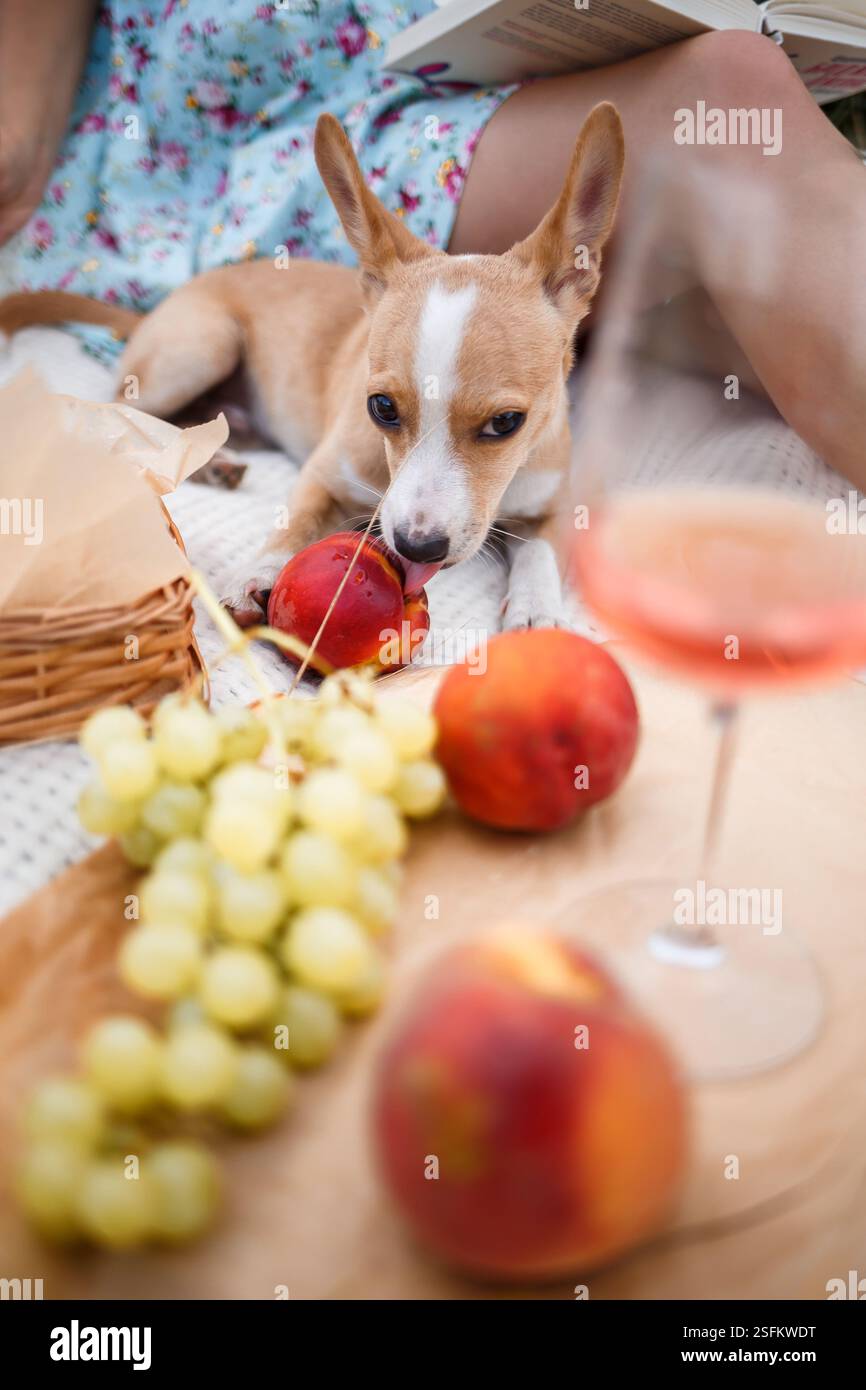 A truly delightful picnic scene featuring a playful dog, an array of ...