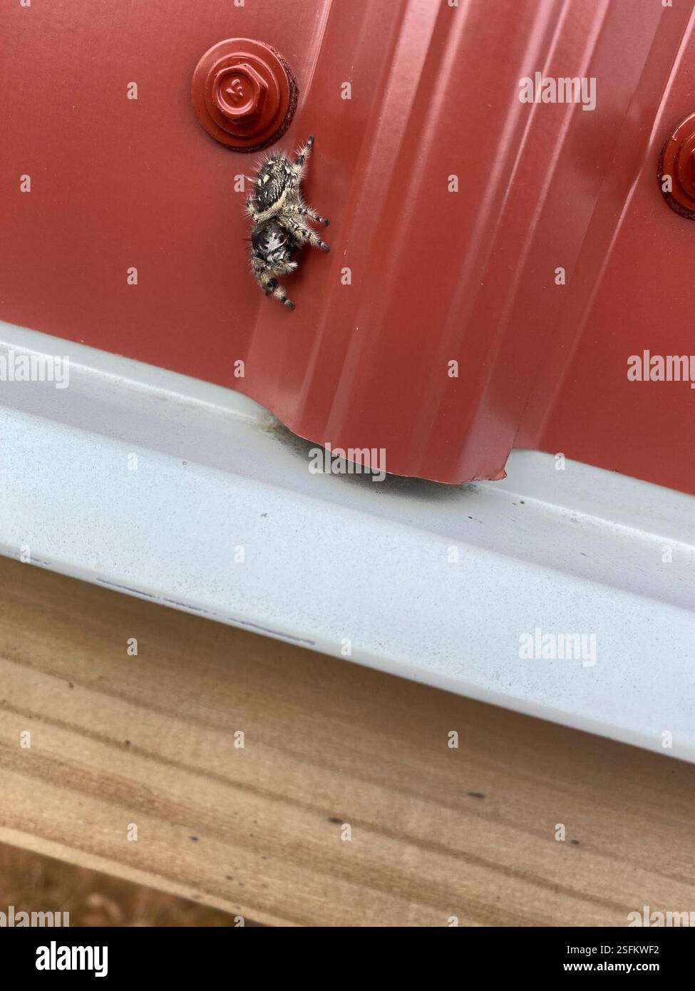 canopy jumping spider (Phidippus otiosus), Arachnida, South Carolina ...