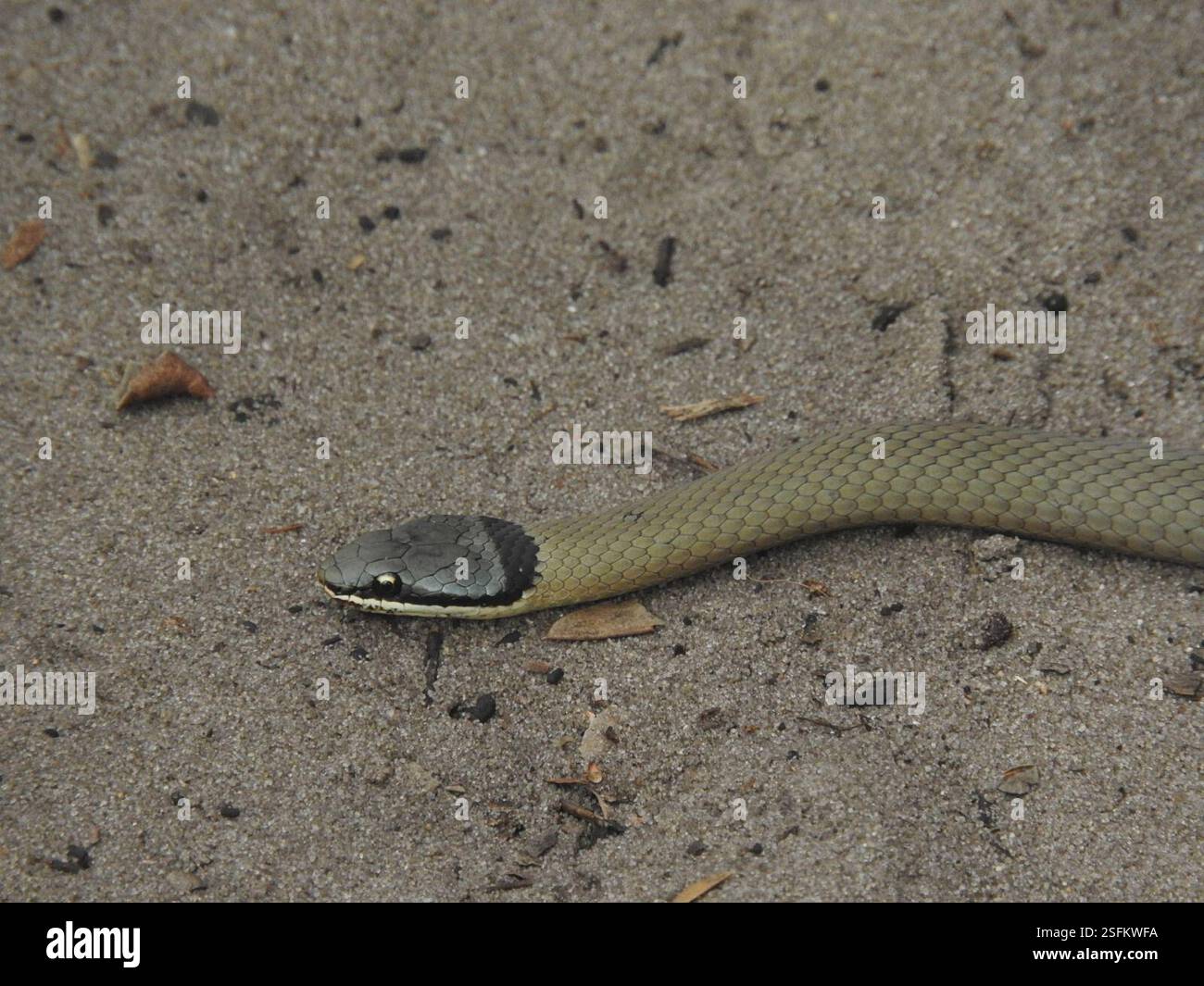 Crowned Snake (Elapognathus coronatus), Reptilia, Bremer Bay WA 6338 ...