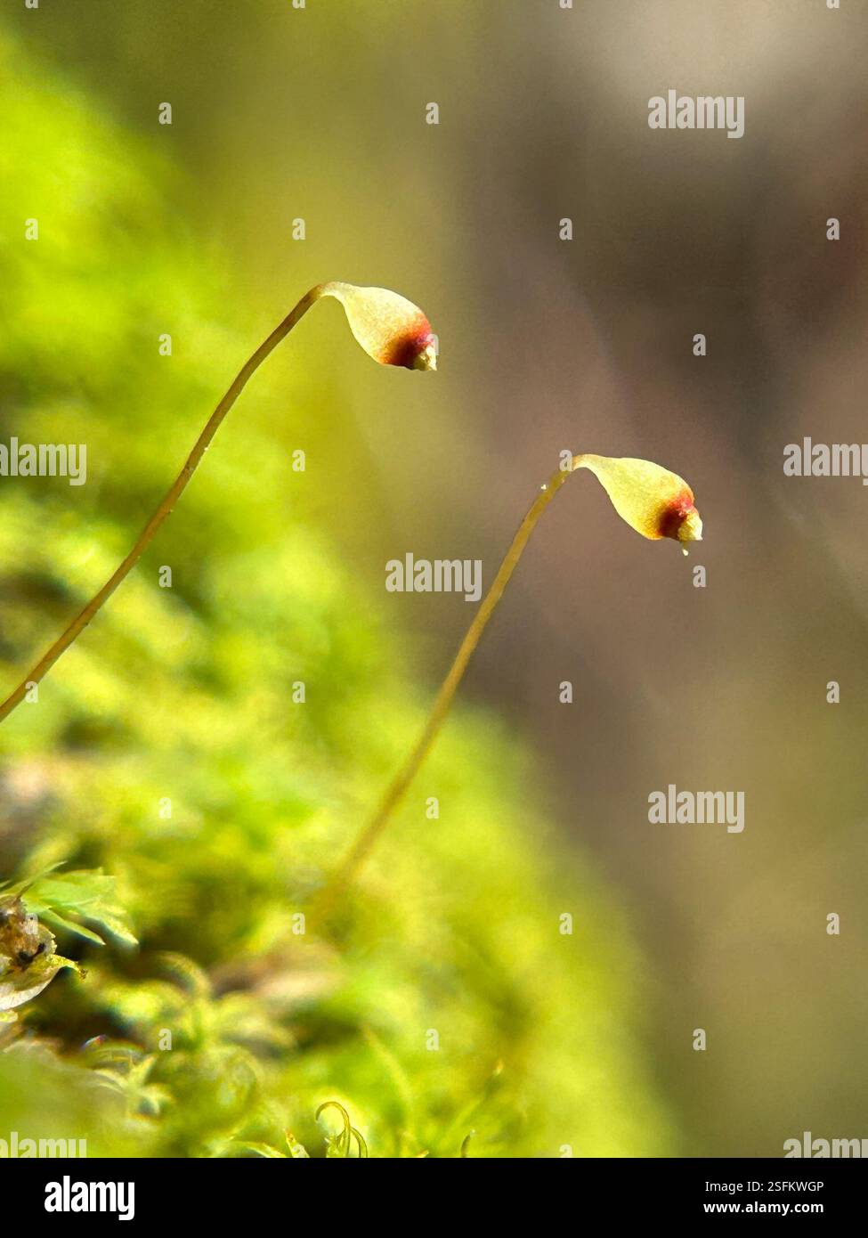 (Epipterygium biauritum), Plantae, Morro Dunes Ecological Reserve, Los ...