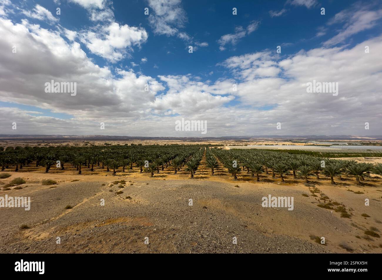 Palm tree plantation near the Israeli community settlement of Hatzeva ...