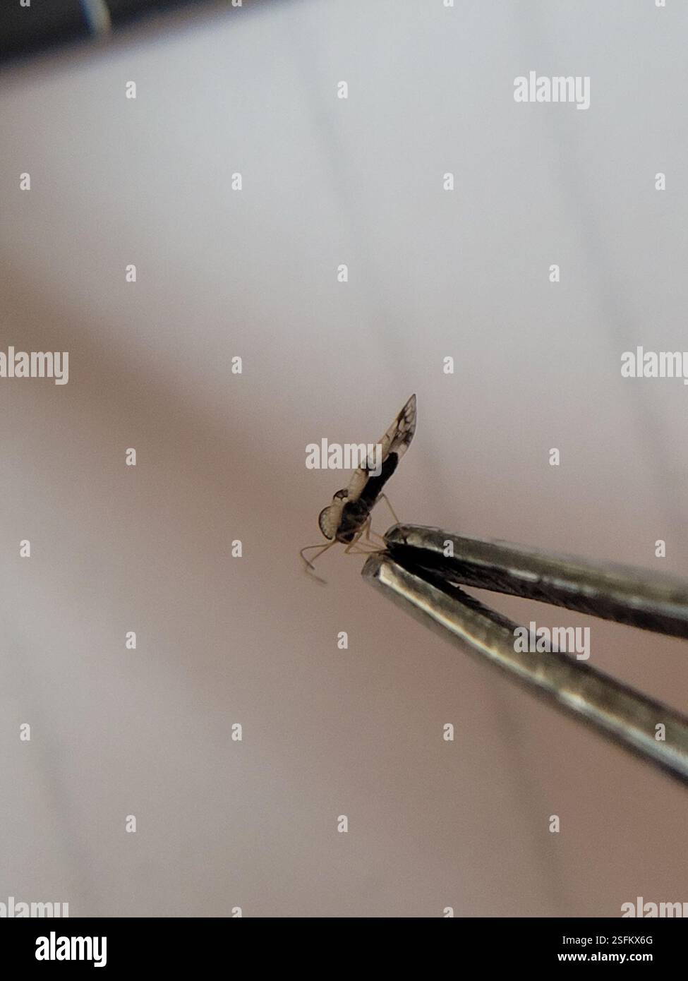 Azalea Lace Bug (Stephanitis pyrioides), Insecta, Chardon Township, OH ...